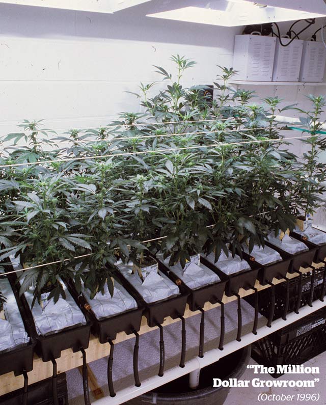 The Greatest Marijuana Gardens of All Time · High Times