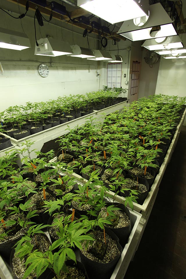 All You Need to Know About the Best Indoor Marijuana Setups · High Times